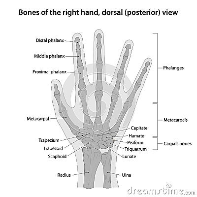 Bones Of The Right Hand, Dorsal (posterior) View Cartoon Vector ...
