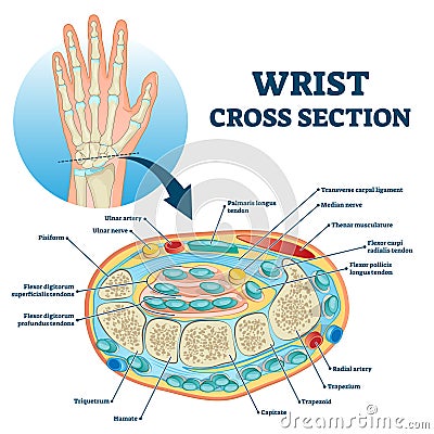 Wrist Cross Section Educational Anatomy Structure Scheme Vector ...