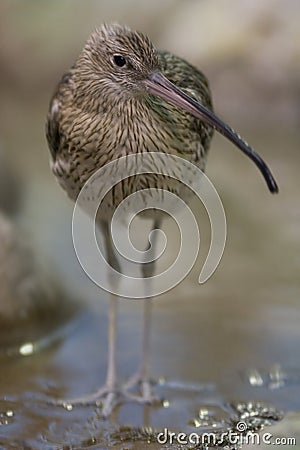 Wulp Met Een Lange Snavel (arquata Numenius) Stock Foto - Afbeelding ...