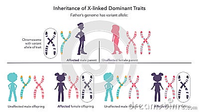 Inheritance Of X Linked Genetic Traits Scientific Infographic Vector ...