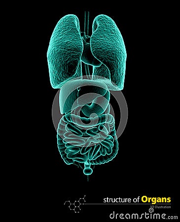 X-ray Internal Organs Set, Illustartion Isolated Black Background Stock ...