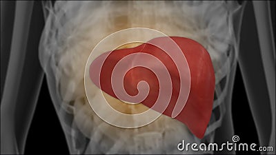 X-ray of the liver stock video. Video of liver, healthcare - 96356211