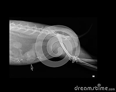 RABBIT UTERUS TUMOR X-RAY Royalty Free Stock Images - Image: 30050759