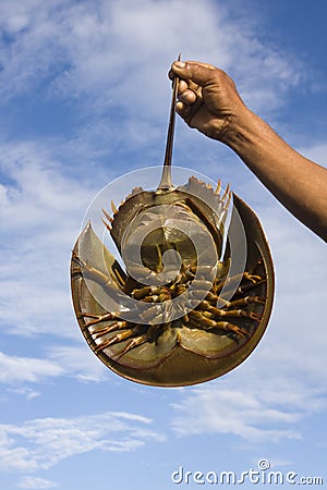 Xiphosura Stock Image - Image: 14702121