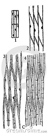Xylem Development 3 Vintage Illustration Cartoon Vector | CartoonDealer ...