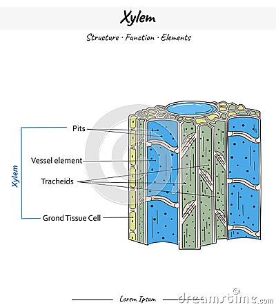 Xylem Structures And Elements Illustration With Text | CartoonDealer ...