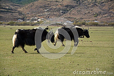 Yak Running Stock Photo | CartoonDealer.com #43011804