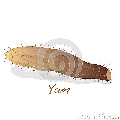 Yam Isolated On White Background Cartoon Vector | CartoonDealer.com ...