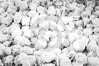 Yam Texture Surface With World Map Stock Image | CartoonDealer.com ...