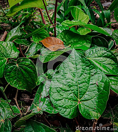 Yard Betel Leaf With Vine Roots. Stock Photo | CartoonDealer.com #213366084