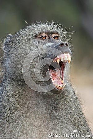 Yawning Baboon Stock Photography | CartoonDealer.com #2491544