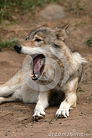 Yawning Gray Wolf Stock Image - Image: 509711