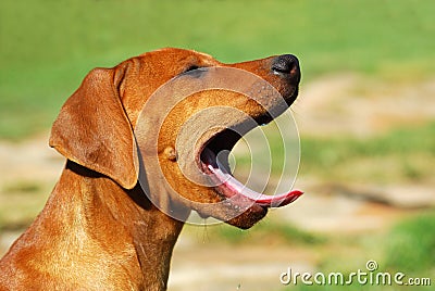 Dog yawning stock photo. Image of beautiful, closed, cute - 3000128