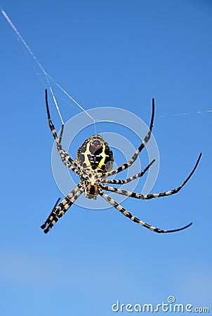 Yellow Back Spider Stock Images - Image: 20832904