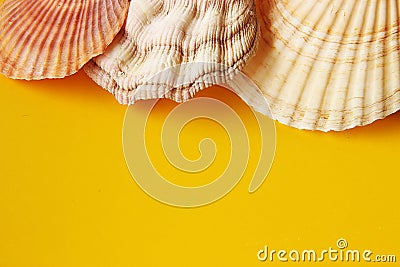 Yellow Background With Sea Shells Stock Photo | CartoonDealer.com #39531828