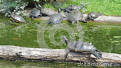 Yellow Bellied Slider Turtle in the Pond. Trachemys Scripta Elegans ...