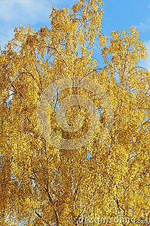 Yellow Birch Tree Royalty Free Stock Images - Image: 13277659