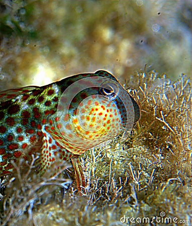 Yellow Blenny Stock Photo | CartoonDealer.com #123629880