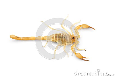 Yellow Deadly Dangerous Scorpion Top View Isolated On White Background ...