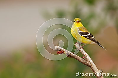 Yellow Finch Royalty Free Stock Photography - Image: 15010687