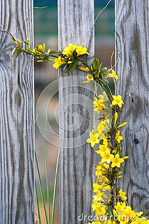 Yellow Flower Vine Royalty Free Stock Photography - Image: 2318137