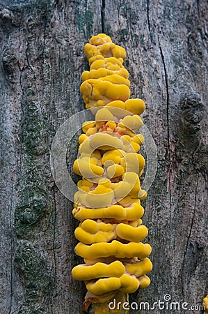 Yellow Fungus Parasite Stock Photo - Image: 23054630