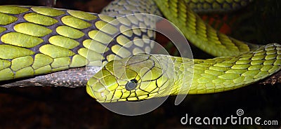 Yellow And Green Snake Stock Photography - Image: 3753332