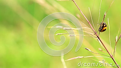 Lady Bug Walk on stalk stock video. Video of natural - 159744525