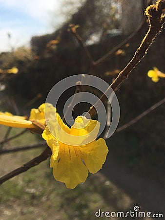 Yellow Lapacho Flower Stock Image | CartoonDealer.com #197066053