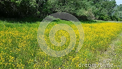 A yellow medow stock video. Video of field, leaf, landscape - 188093965
