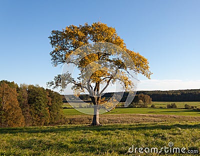 Yellow Oak Tree Stock Photos - Image: 16337213