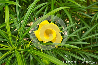 Yellow Oleander [cascabela Thevetia] Flower , Yellow Oleander Flower it ...