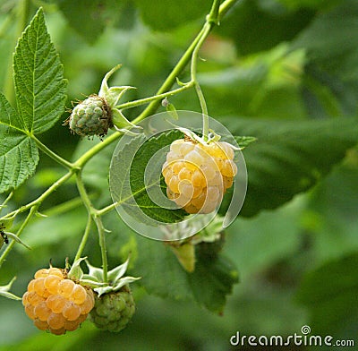 Yellow Raspberry Stock Images - Image: 20345874