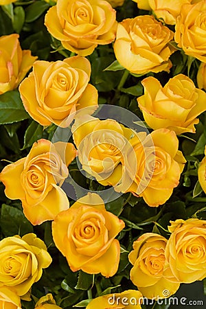 Yellow Roses Royalty Free Stock Image - Image: 6777446