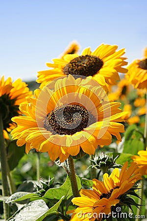 Yellow Summer Joy Royalty Free Stock Photography - Image: 7773397