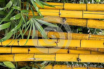 Yellow Trunks Of Bamboo Tree. Royalty-Free Stock Photography ...
