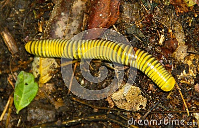 Yellow Worm Stock Photos - Image: 27209633