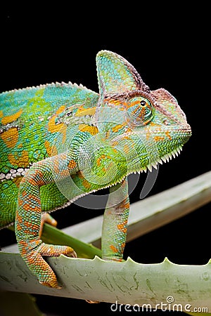 Chameleon looking down stock photo. Image of creature - 4641792