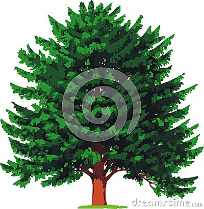 Yew Tree. Vector Stock Photos - Image: 20002753