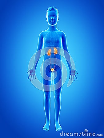 Young Boy - The Urinary System Royalty-Free Stock Photography ...