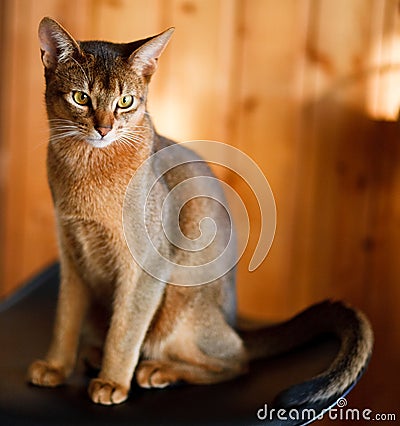 Young Brown Abyssinian Royalty Free Stock Images - Image: 10722799