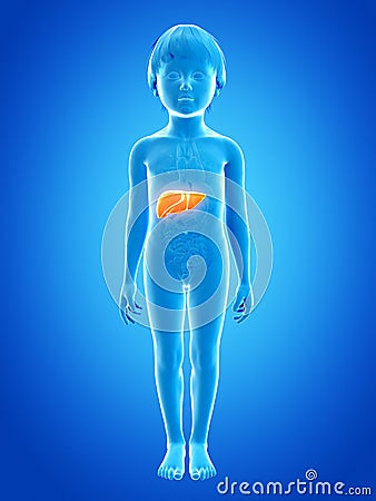 Young Child - Liver Stock Illustration - Image: 39789017