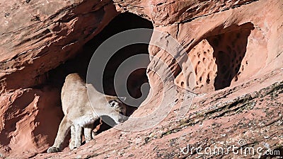 Young Cougar Sniffing Around a Small Cave Stock Video - Video of animal ...