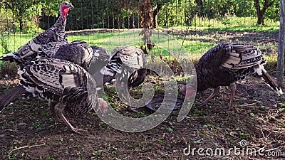 Domestic Turkeys on Organic Farm Yard Stock Video - Video of turkey ...