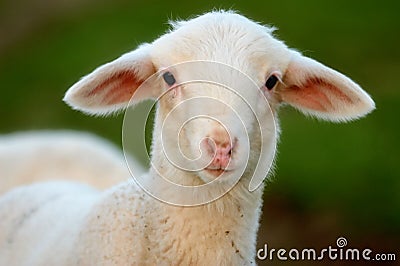 Young Ewe Stock Photography - Image: 786472