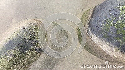 Young Fishes in a Beach Puddle Stock Footage - Video of water, shore ...