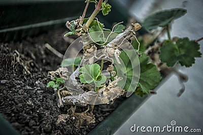 Young Geranium Sprout Royalty-Free Stock Photography | CartoonDealer ...