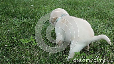 Young Labrador Puppy Pooping in the Grass Stock Footage - Video of park ...