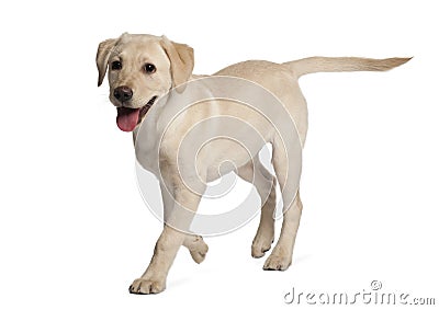 Young Labrador Retriever, 4 Months Old Stock Photography - Image: 23770822