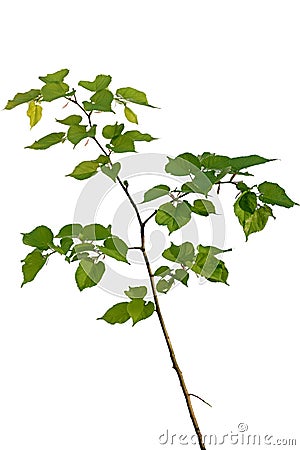 Young Linden Tree Stock Image - Image: 30779051